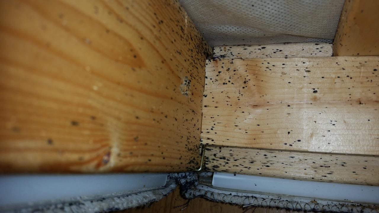 Veggedyr: Hvordan unngå veggedyr i ferien